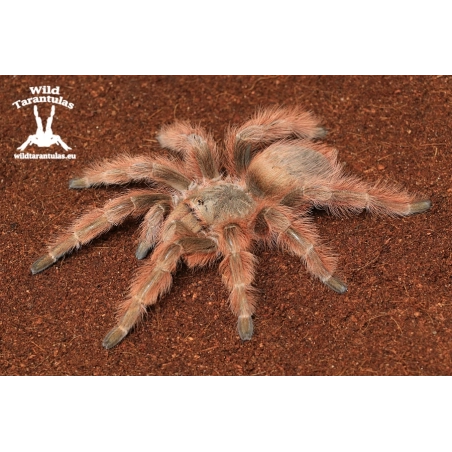 Nhandu tripepii (Brazilian Giant Blonde Tarantula) sling